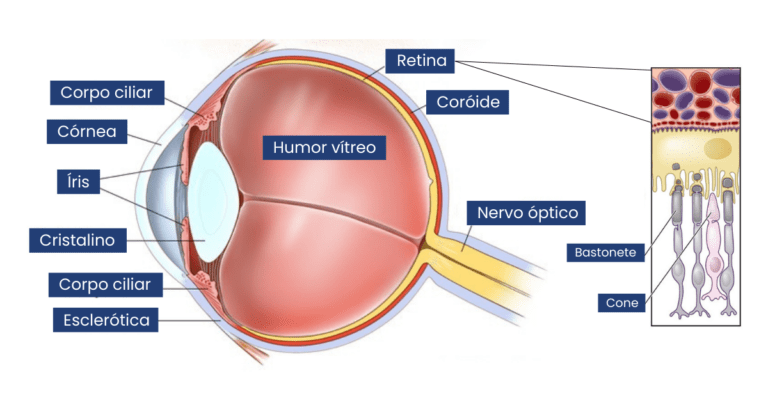 Retina: Guia Completo com, Doenças, Sintomas, Exames e Cirurgias